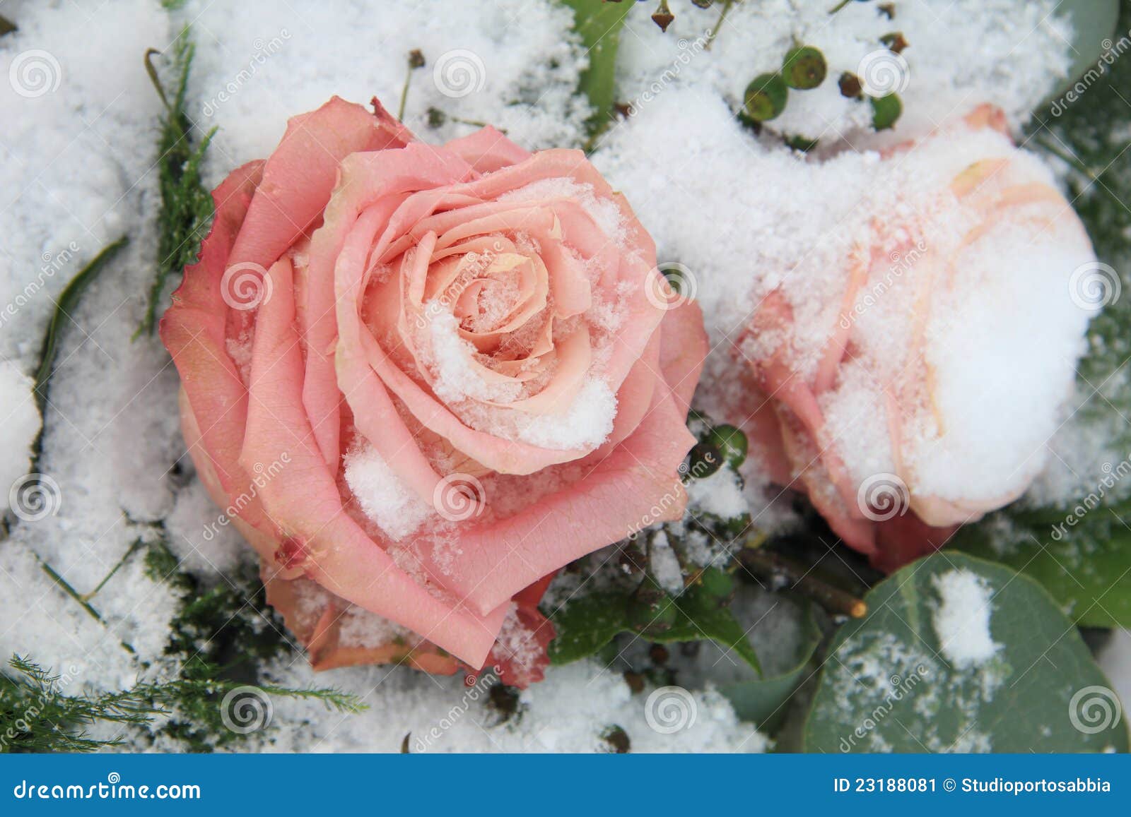 Big pink rose on snow stock image. Image of flora, frost - 23188081