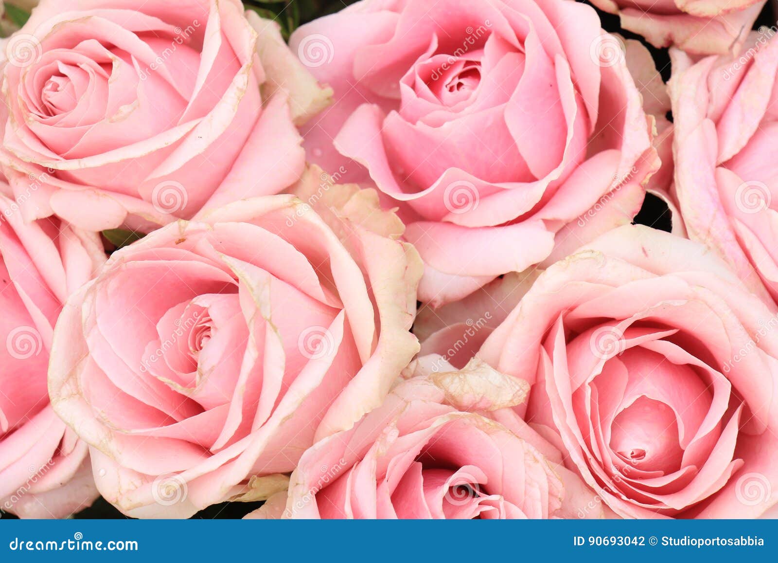 Big pink roses stock photo. Image of pale, decorative - 90693042