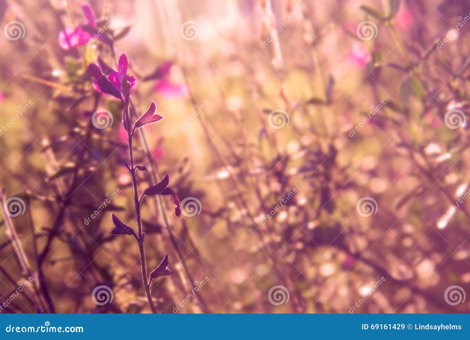 Big pink Texas sage stock image. Image of flowering, shrub - 69161429