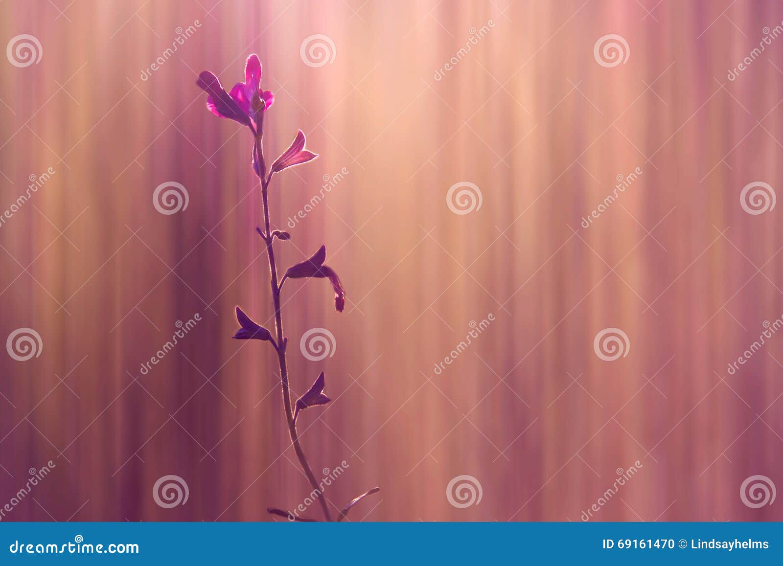 Big pink Texas sage stock photo. Image of arid, cluster - 69161470
