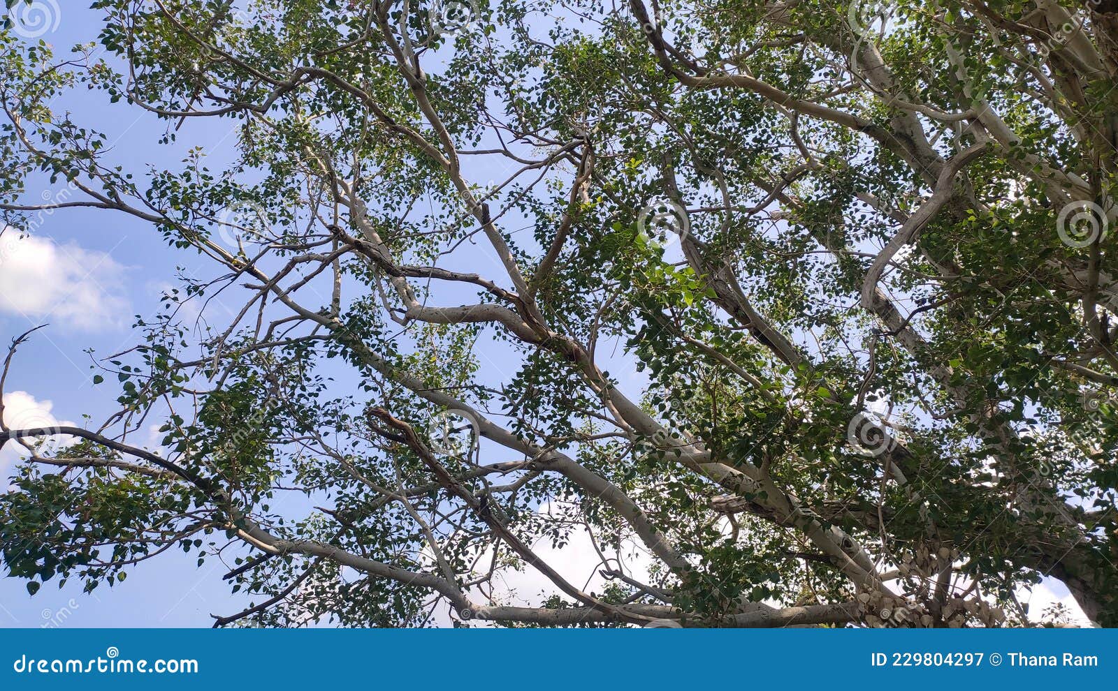 The Pipal Tree Stock Image | CartoonDealer.com #33364267