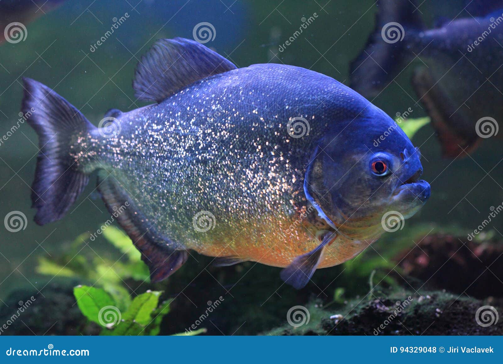 Big piranha fish stock photo. Image of fish, aquatic - 94329048