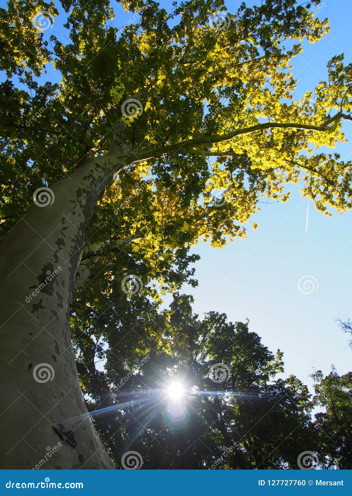 A big plane tree stock photo. Image of leaves, life - 127727760