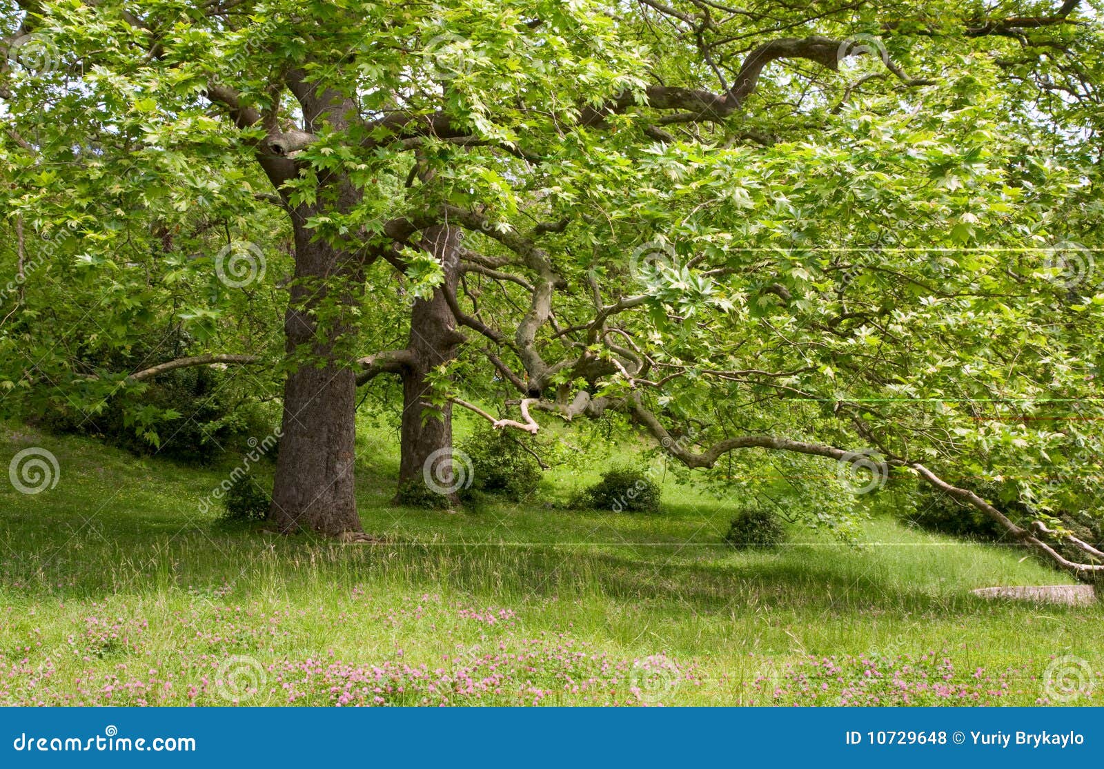 Big plane trees stock photo. Image of coppice, bottom - 10729648