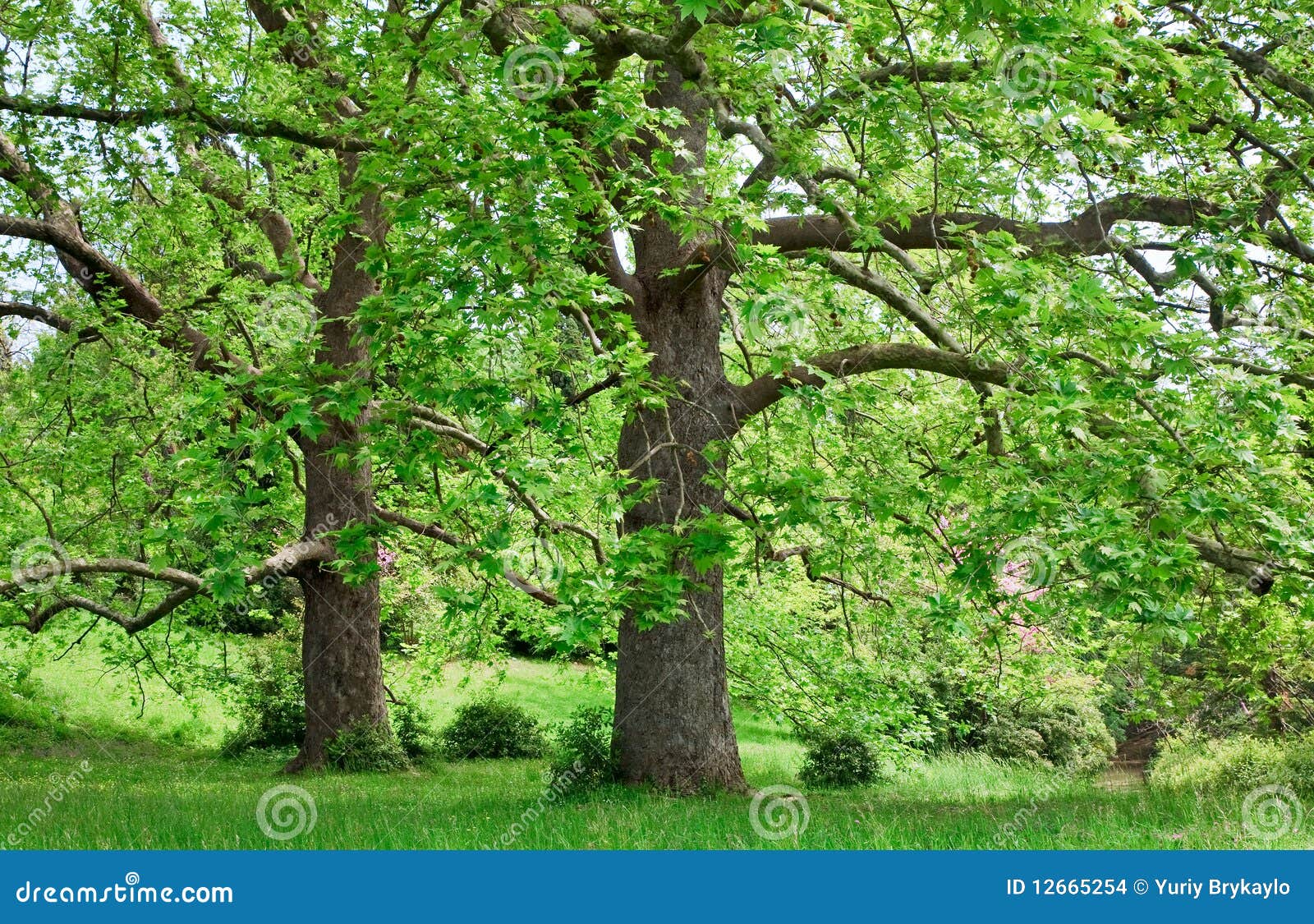 Big plane trees stock photo. Image of forest, bottom - 12665254