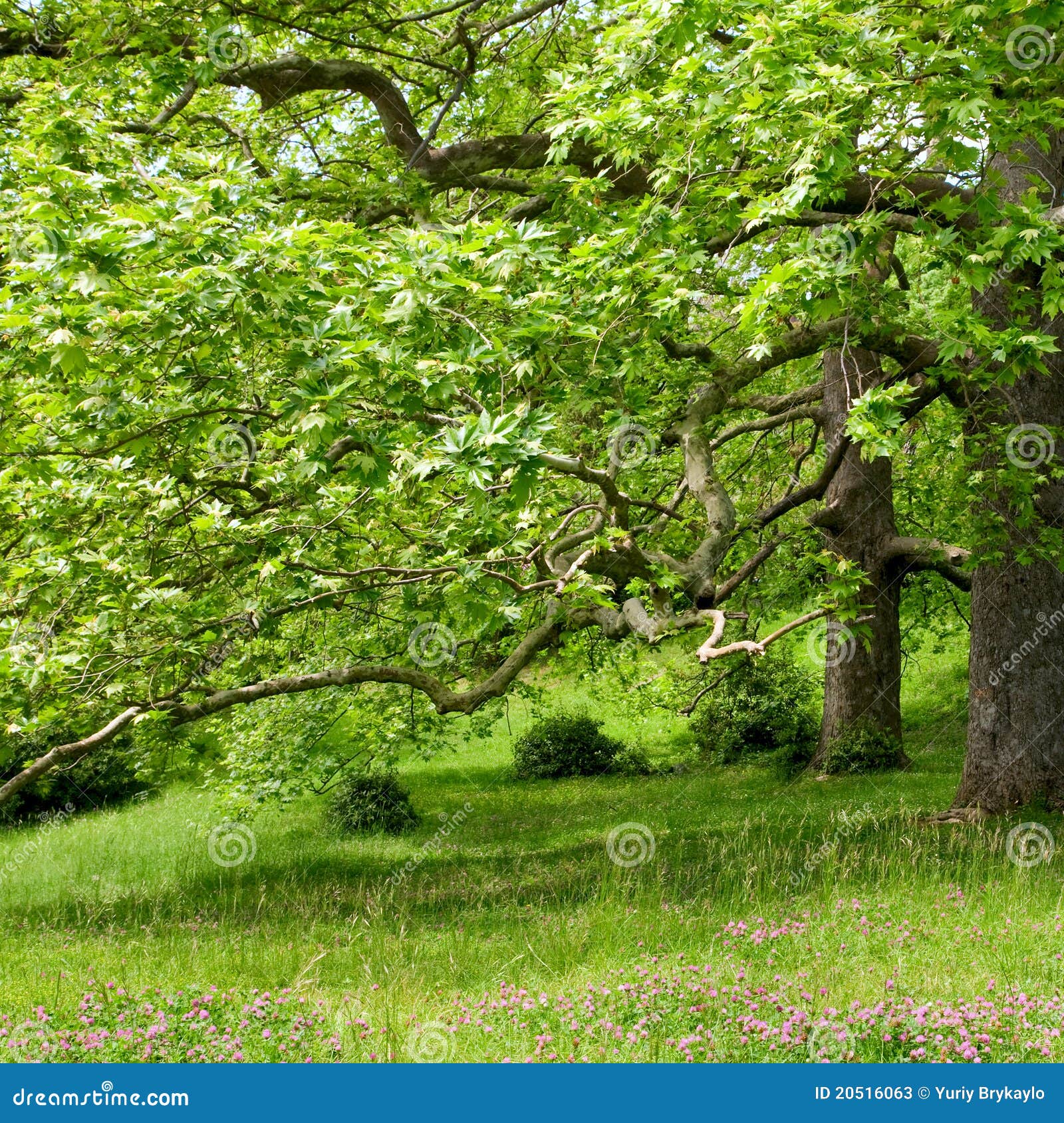 Big plane trees stock image. Image of majestic, bark - 20516063