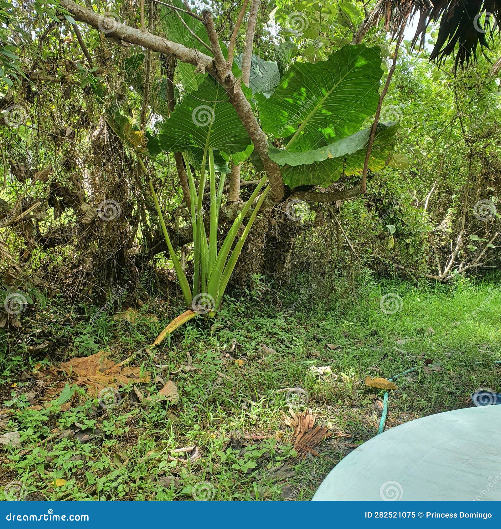 Big plant stock image. Image of orange, nature, hand - 282521075