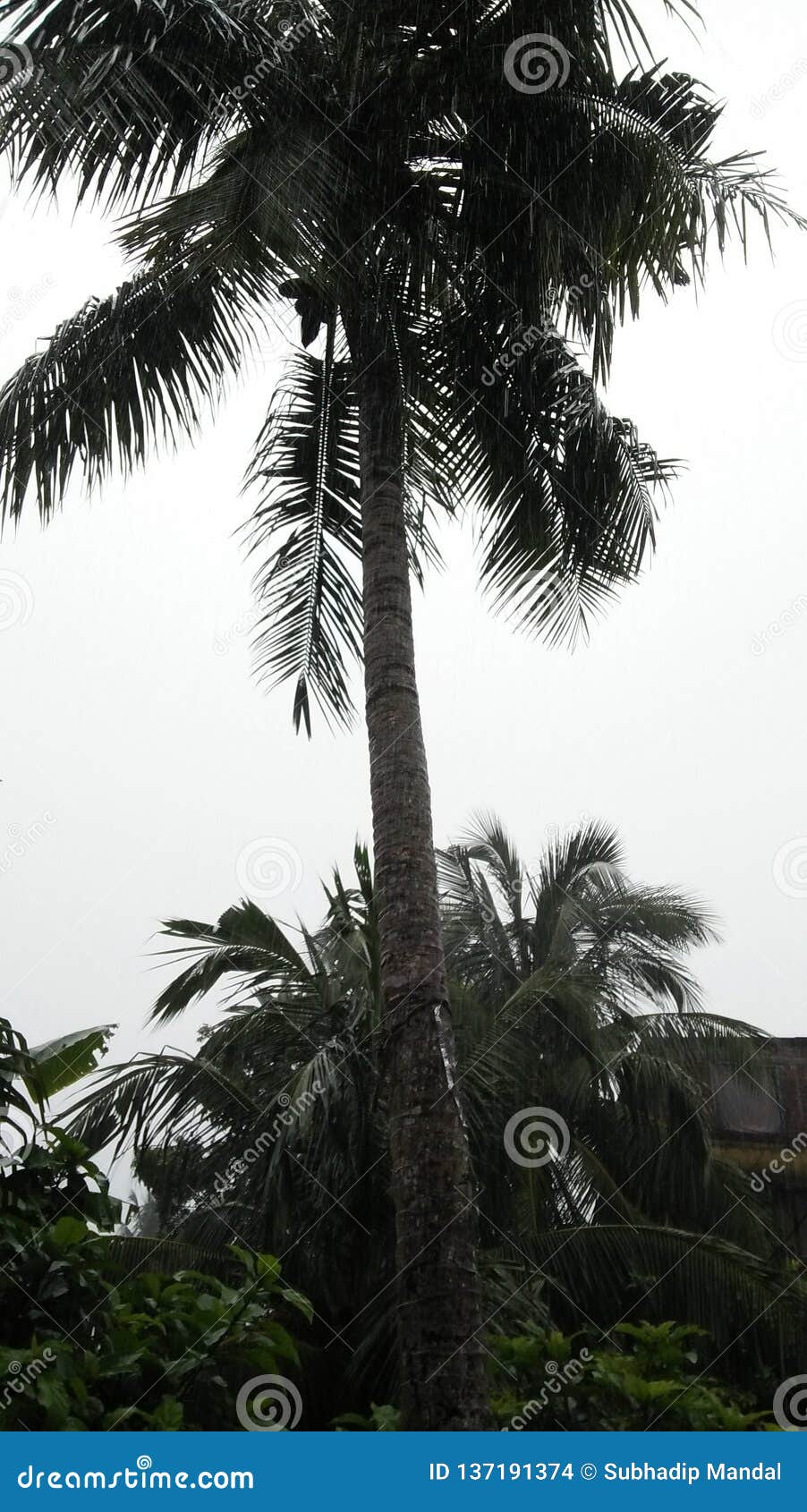 A Big Plant of Coconut Tree Stock Photo - Image of tree, coconut: 137191374