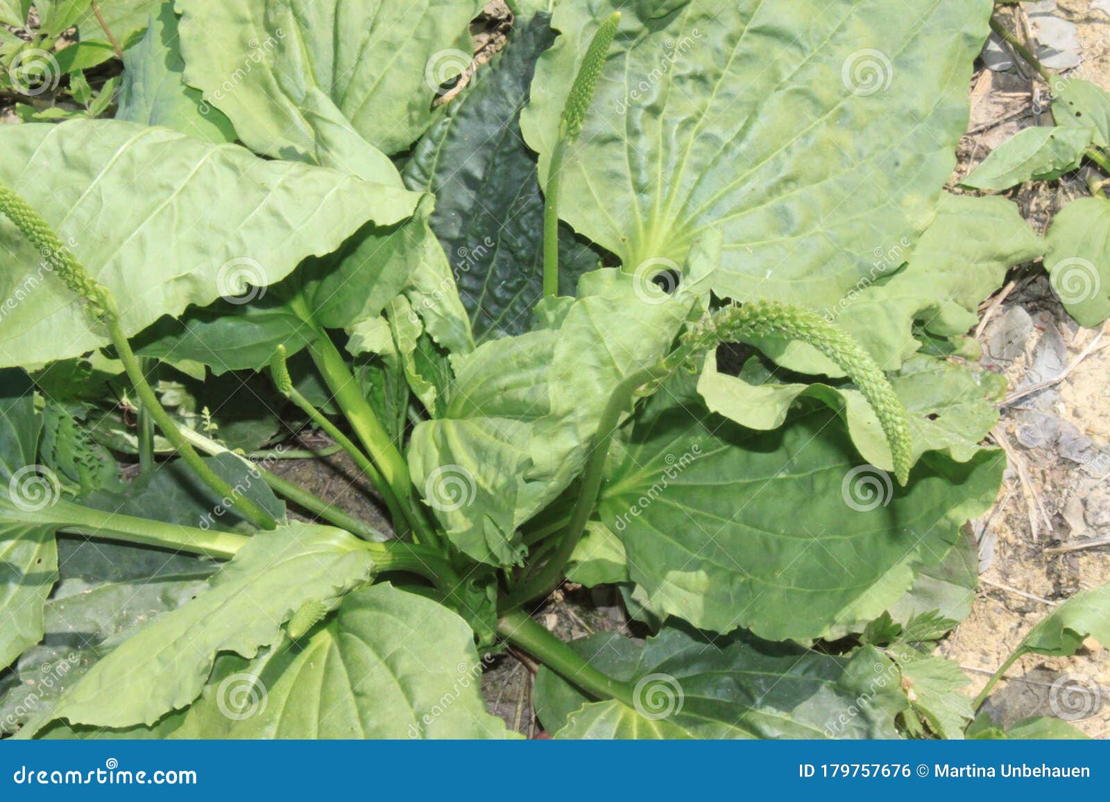 Big plantain in the garden stock photo. Image of nature - 179757676