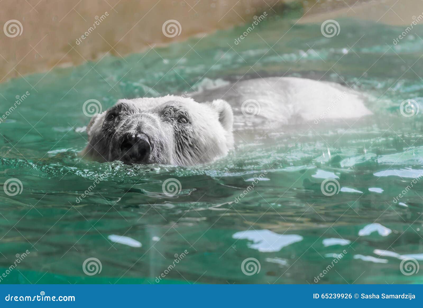 Big polar bear swimming stock photo. Image of wildlife - 65239926