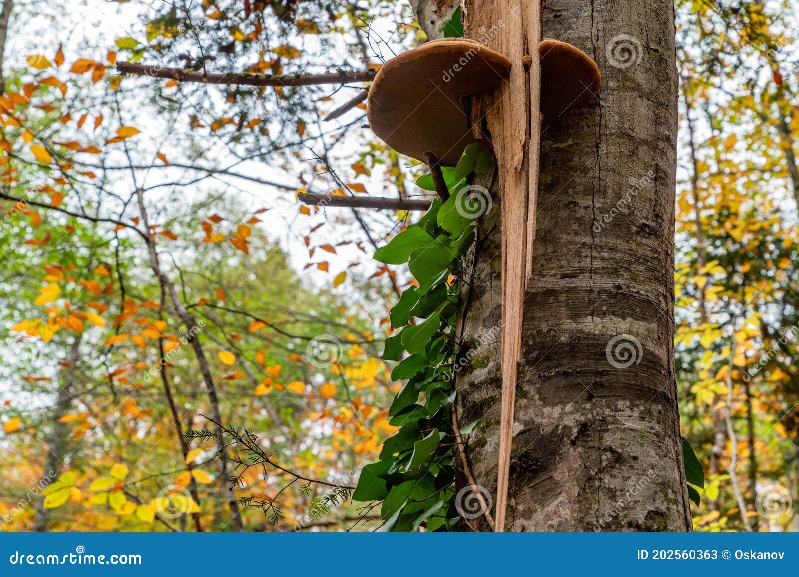 Big Polypore Mushroom on the Stem of Poplar Tree Stock Image - Image of ...
