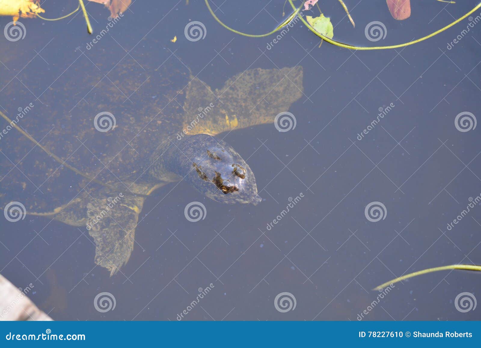 Big pond turtle stock photo. Image of pond, woods, snapping - 78227610