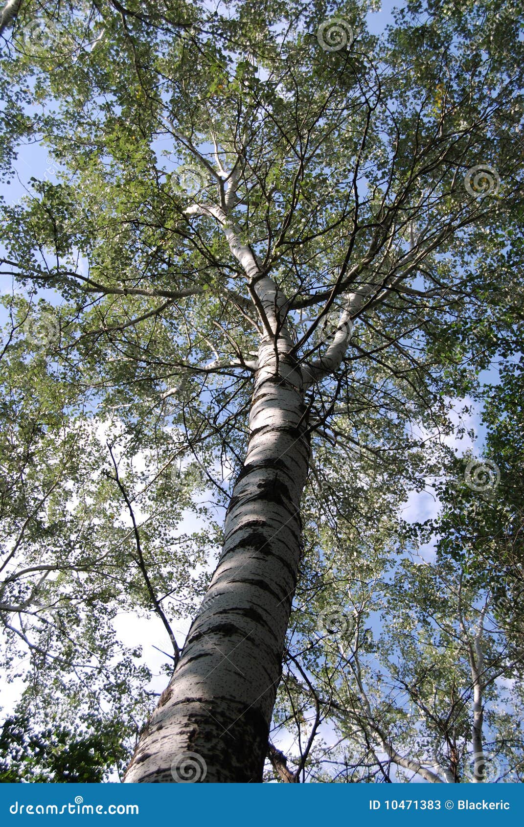 Big poplar stock image. Image of bark, trunk, blue, white - 10471383
