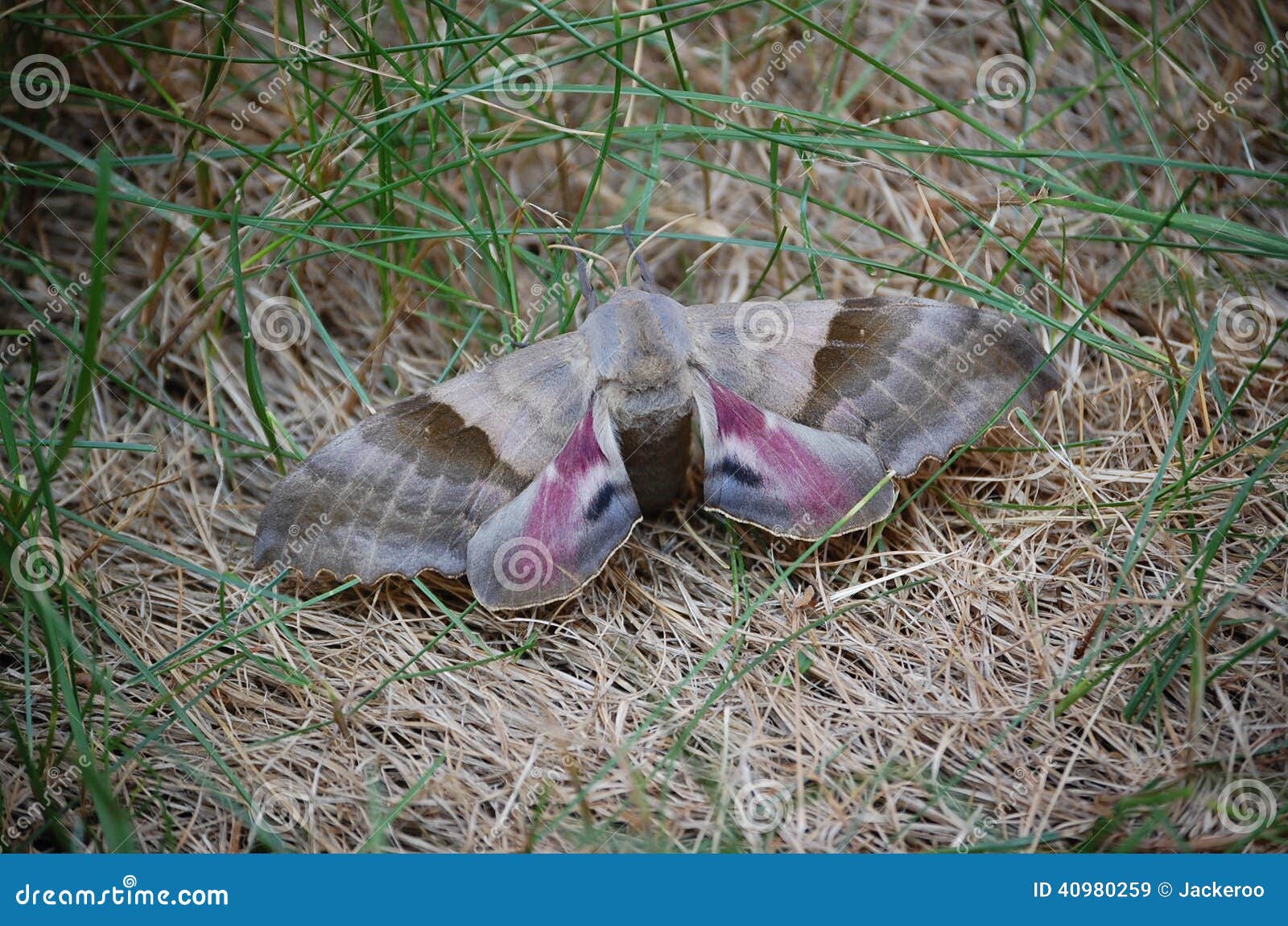 Big Poplar Sphinx Moth stock image. Image of insects - 40980259
