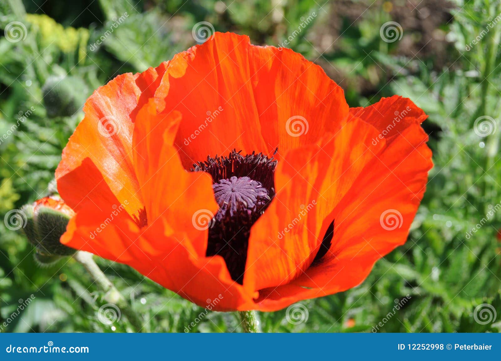 Big Poppy stock photo. Image of poppies, decorative, rhoeas - 12252998