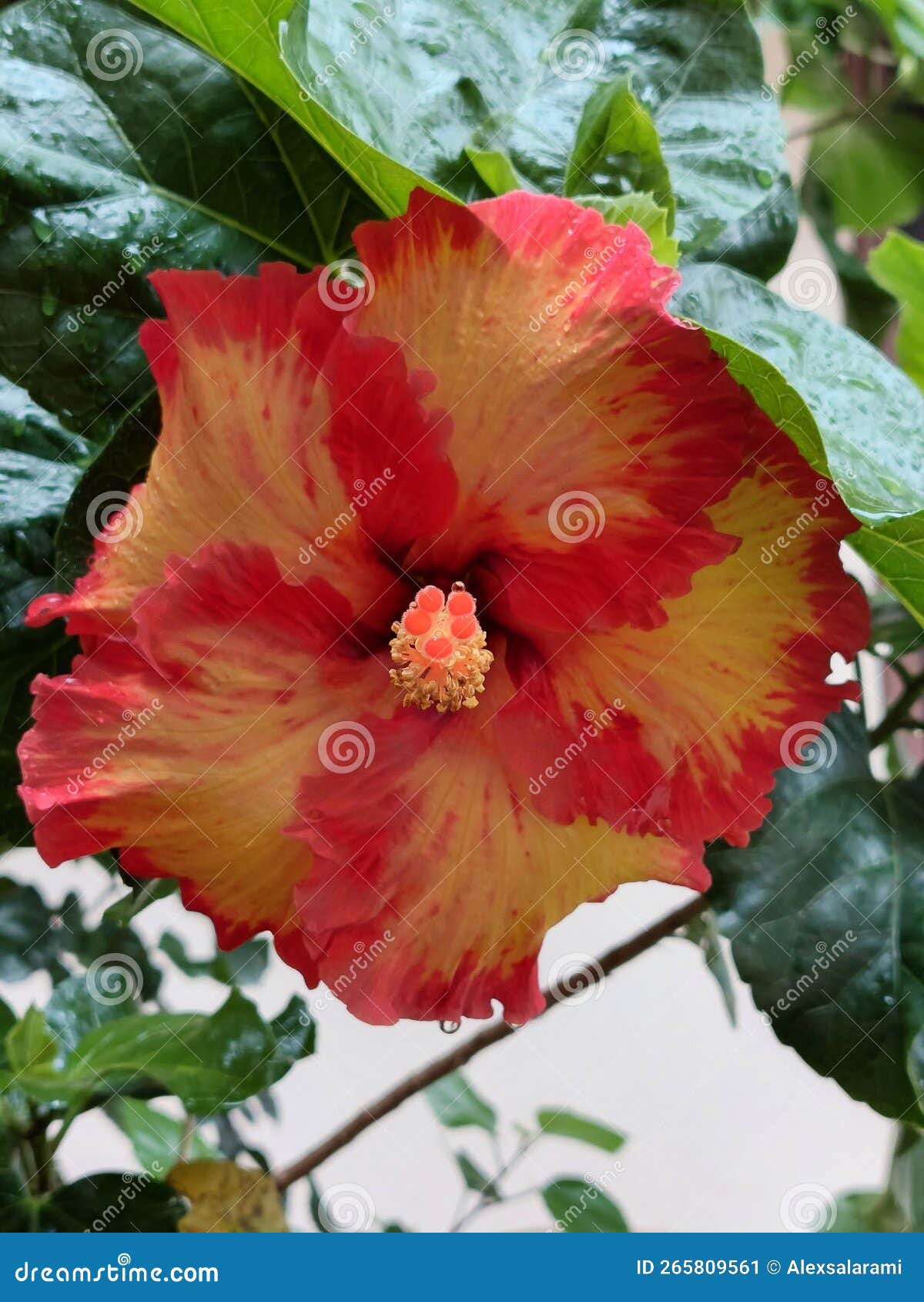 A big poppy stock image. Image of poppy, rose, yellow - 265809561