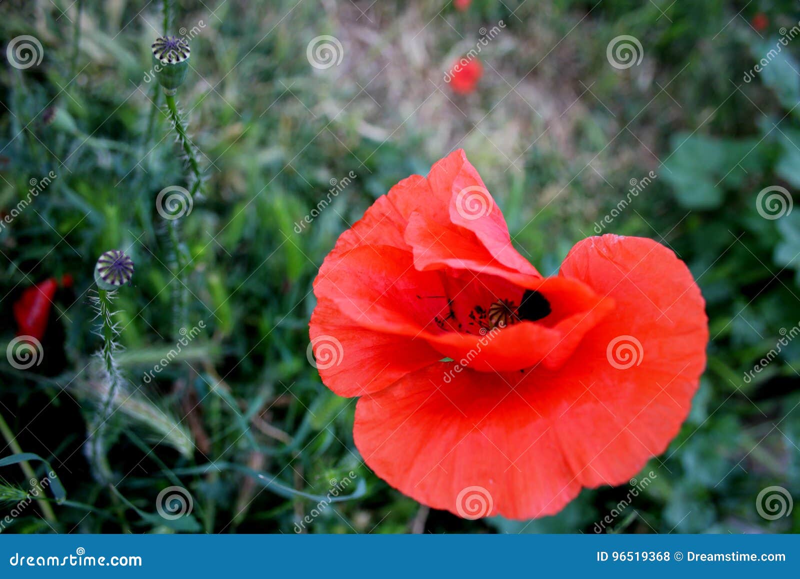 Big poppy stock photo. Image of poppy, green, redpoppy - 96519368