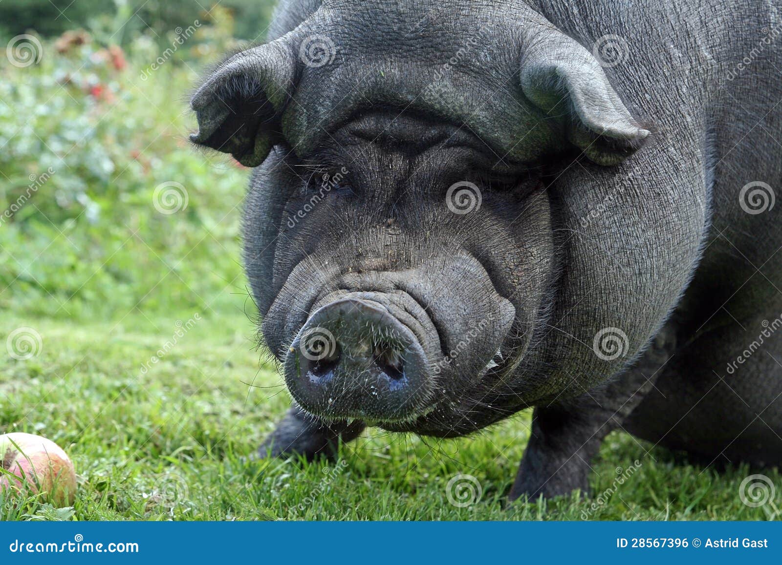 A big pot-bellied pig stock photo. Image of snore, teeth - 28567396