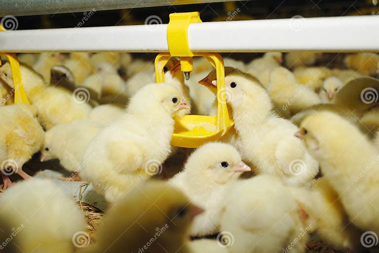 Big poultry rearing farm stock image. Image of litter - 15216417