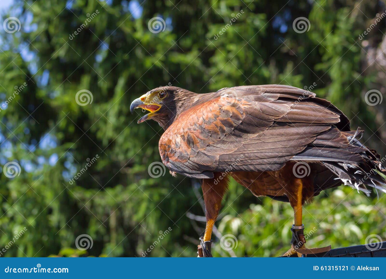 Big and Powerful Bird of Prey Hawk Stock Image - Image of green ...