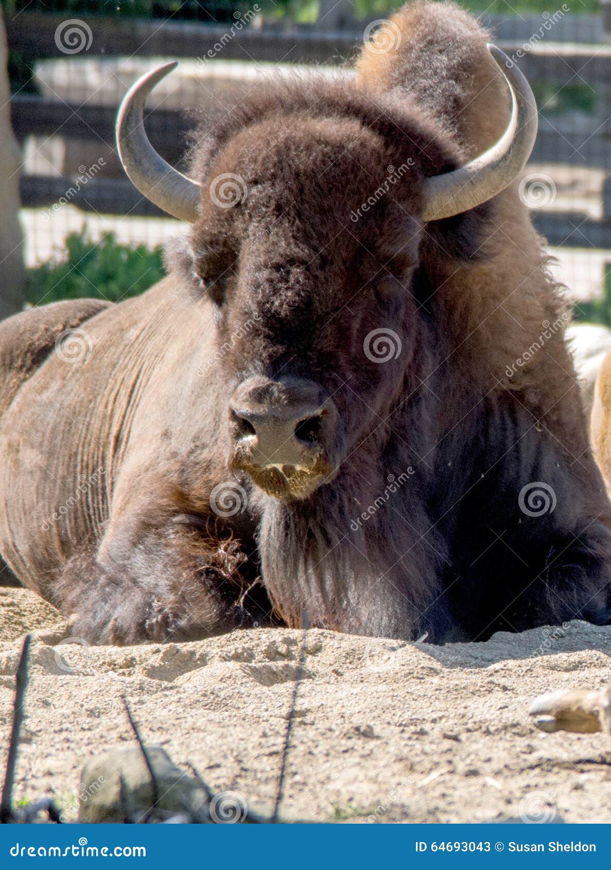 Big powerful bison stock image. Image of powerful, poses - 64693043