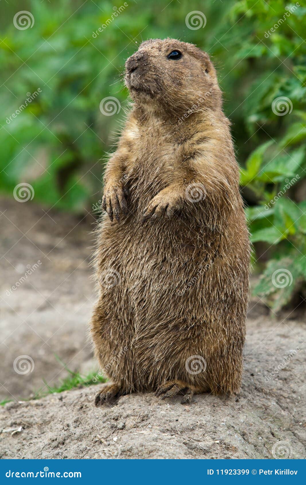 Big Prairie Dog Stading Straight Stock Image - Image of family, hole ...