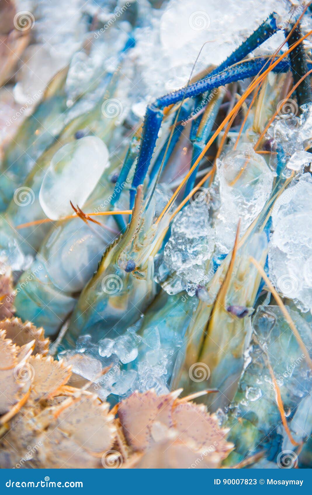 Manitis Stock Photos - Free & Royalty-Free Stock Photos from Dreamstime