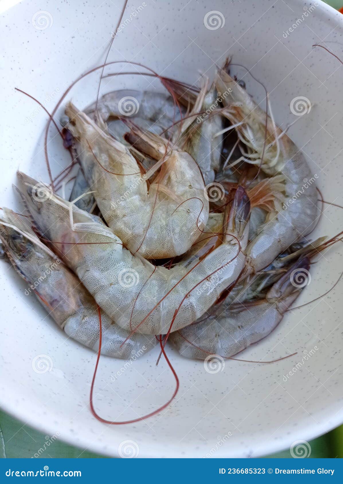 Big prawn ready to cook stock image. Image of amphibian - 236685323