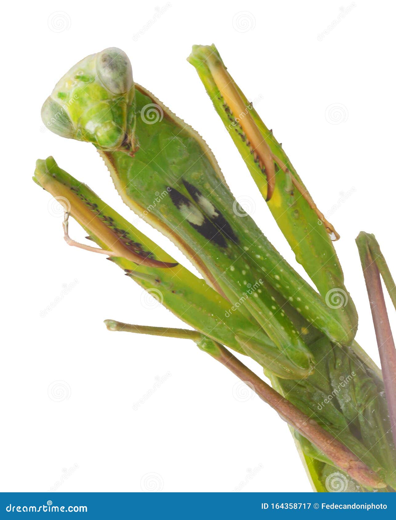 Big Praying Mantis Also Called Mantis Religiosa Stock Image - Image of ...