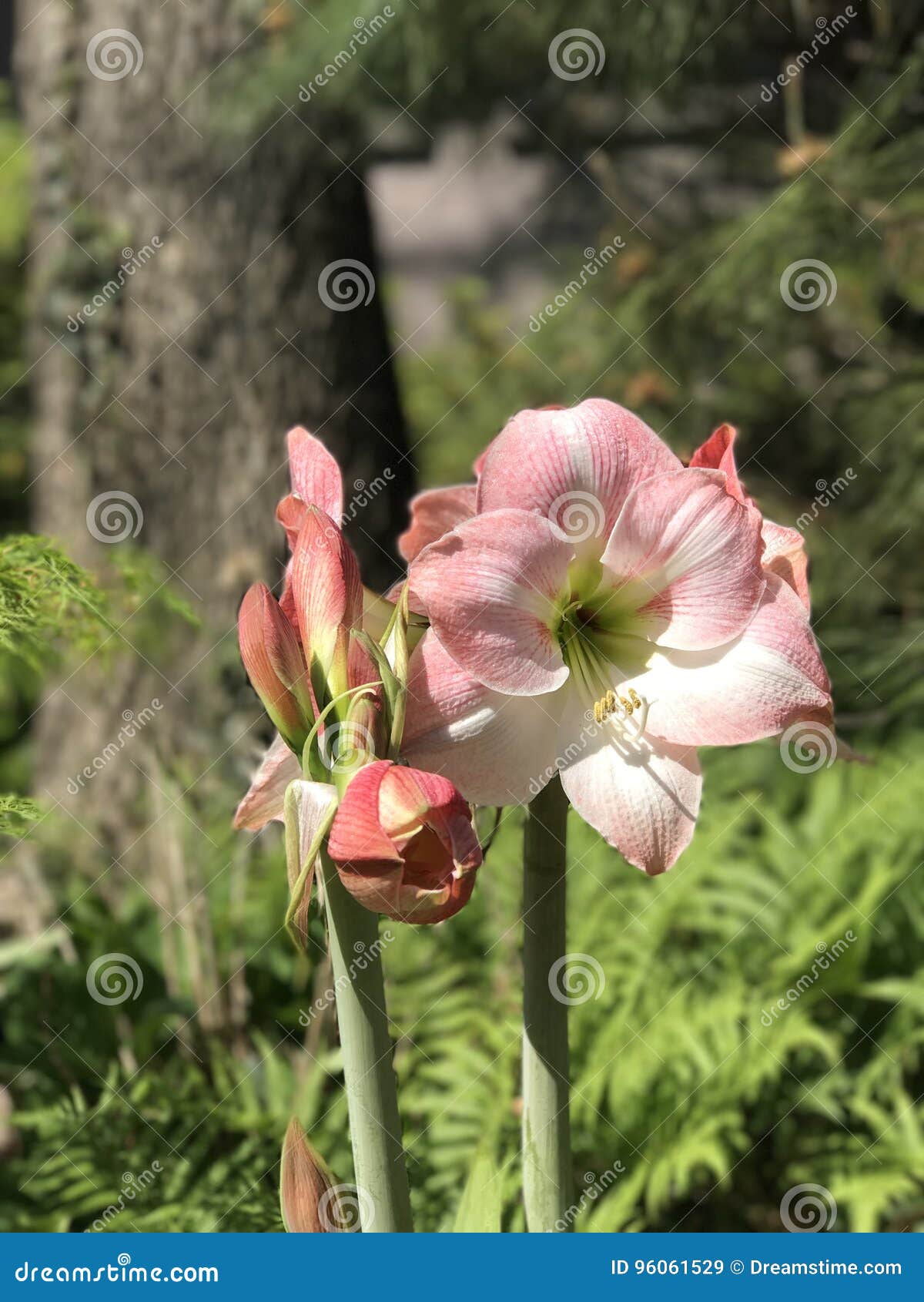 Big pretty Flower stock image. Image of colored, flower - 96061529