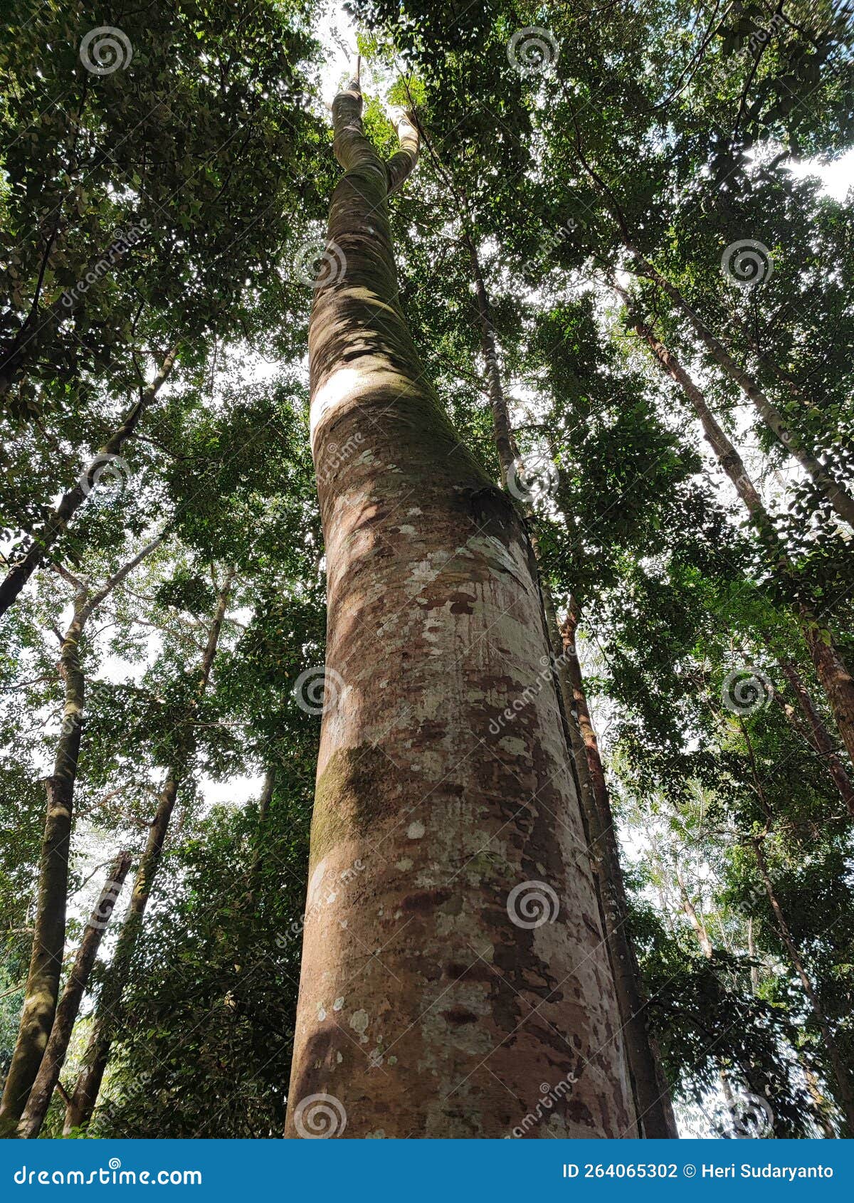 Big Protected Forest Tree in Melawi West Kalimantan. Stock Photo ...