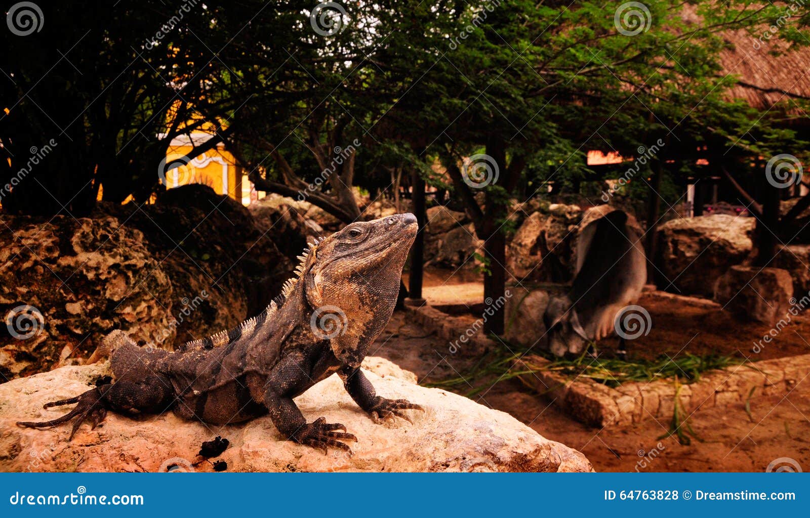 Big proudly lizard stock photo. Image of fauna, leather - 64763828