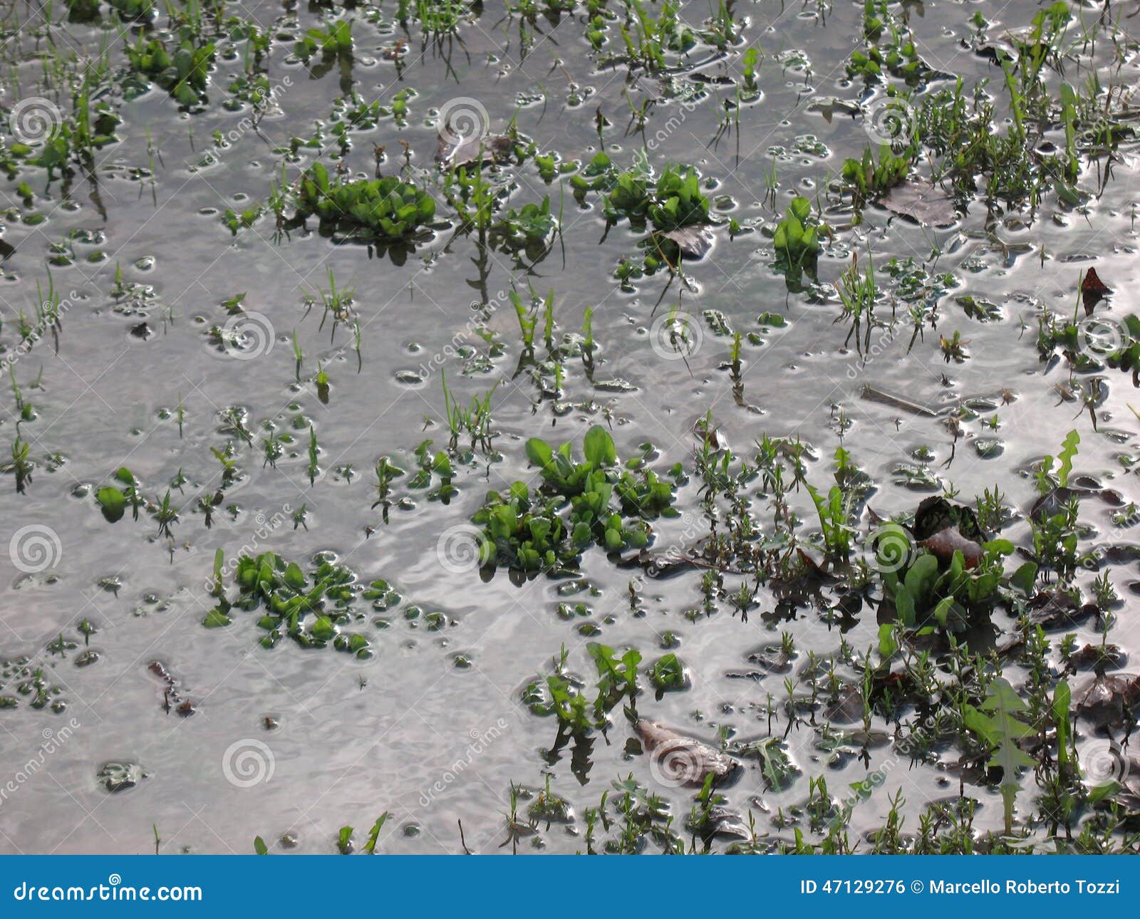 Big puddle stock photo. Image of cobblestone, boulevard - 47129276