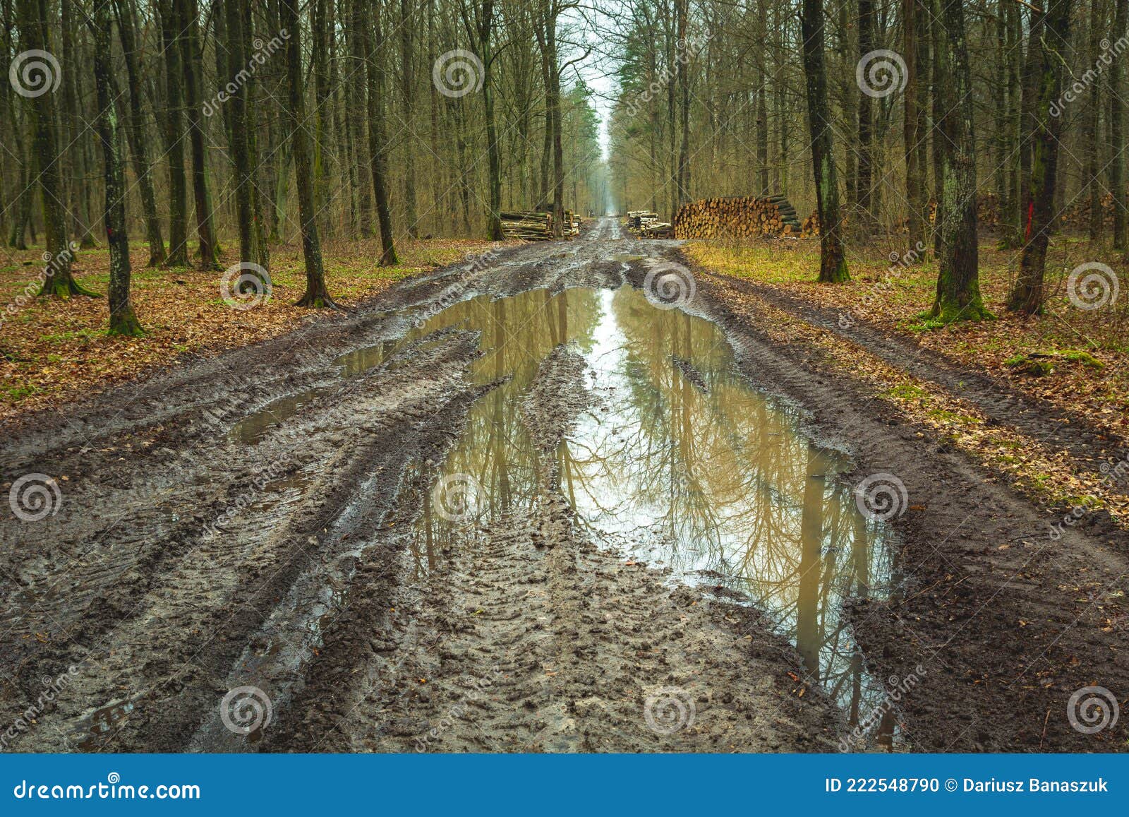 Puddle on the Muddy Road in the Forest Stock Photo - Image of country ...