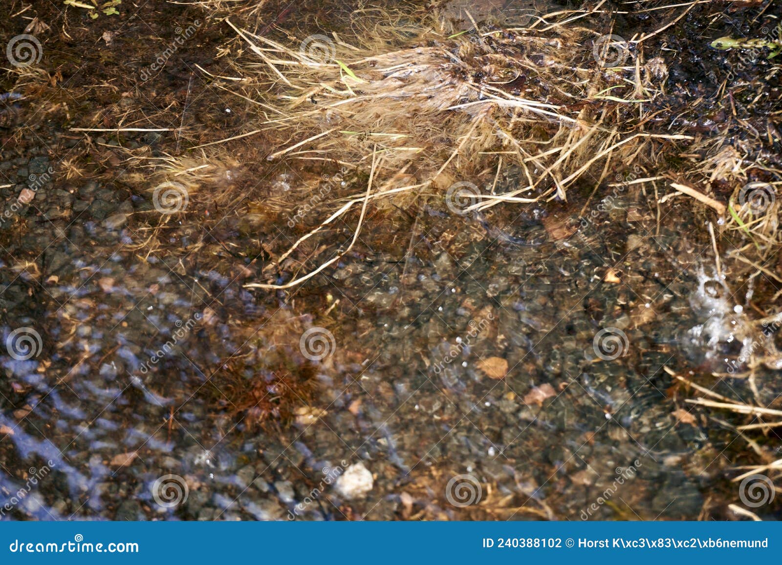 Big Puddle: the Rain Drops Falling in a Puddle and Drops of Water on ...