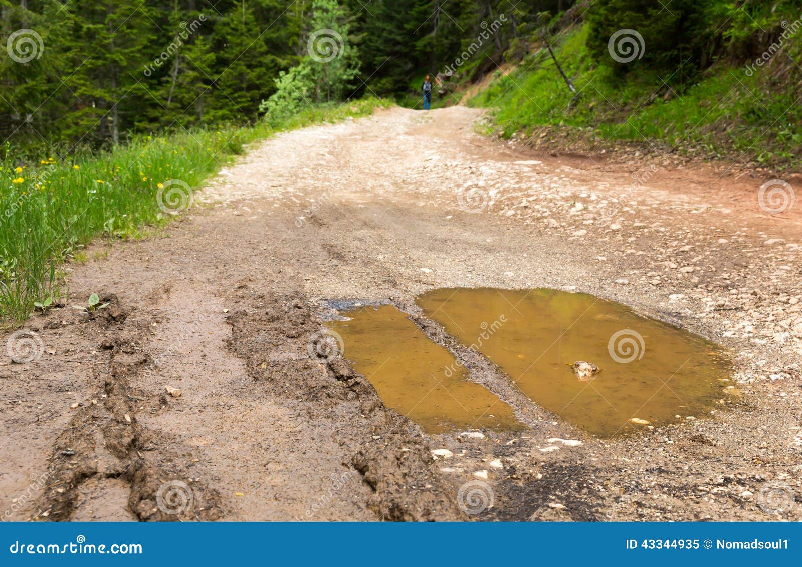 Big Puddle on Rut Road after Rain in Forest Stock Image - Image of ...