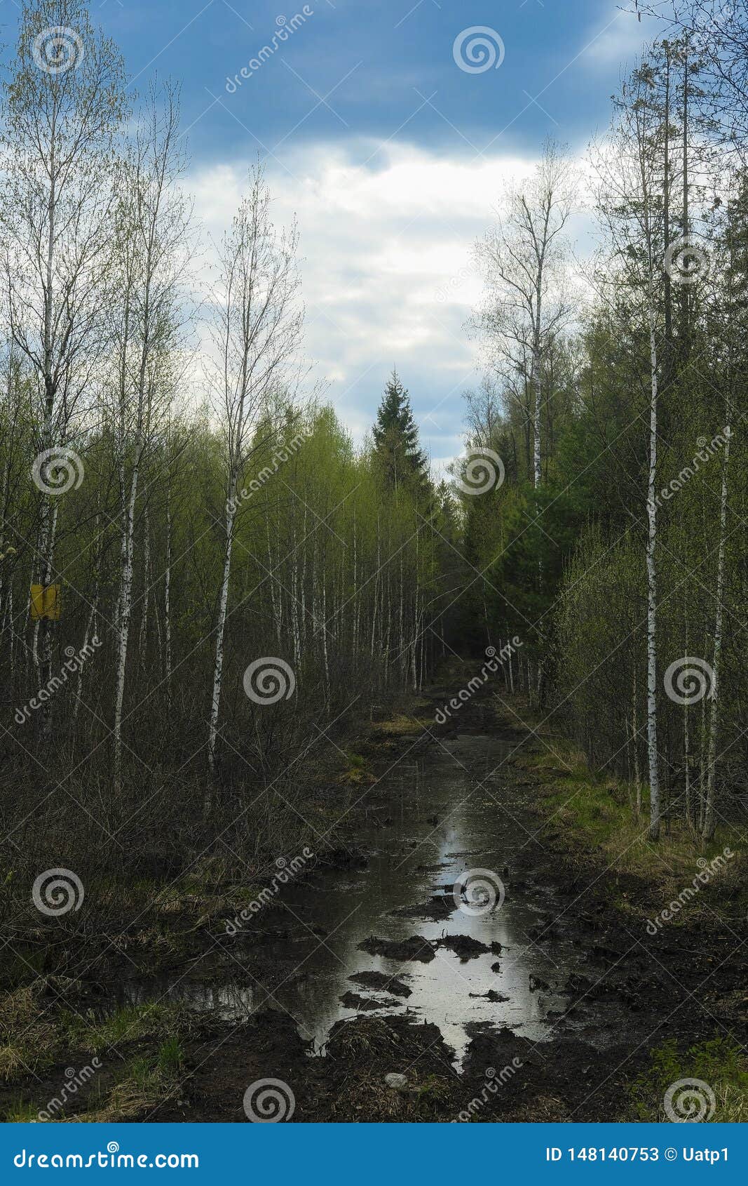 Big Puddle in the Spring Forest Stock Image - Image of tree, spring ...