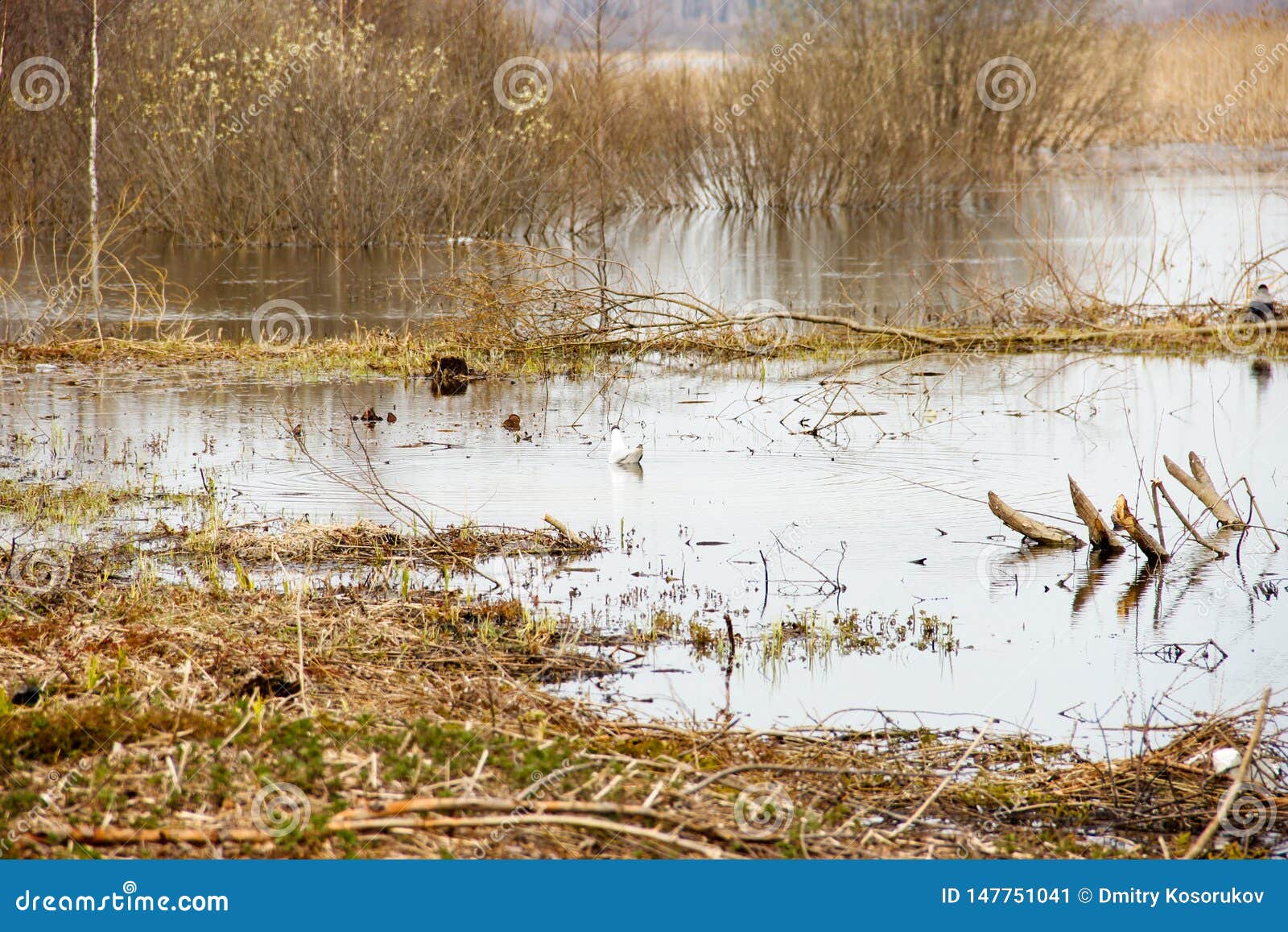 Big Puddle after a Spring Rain Stock Image - Image of discovery, rain ...