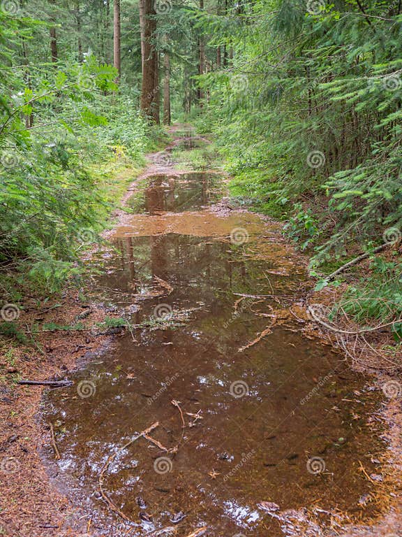 Big puddles on forest path stock photo. Image of road - 58532966