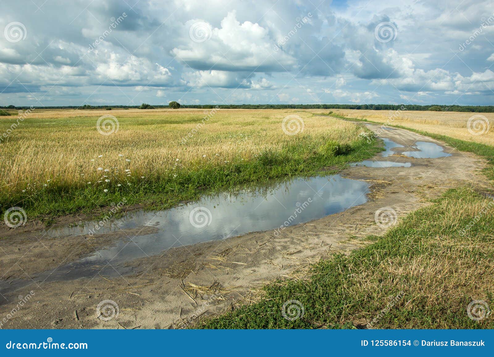 Big Puddles on the Road through Fields of Grain and Clouds in Th Stock ...