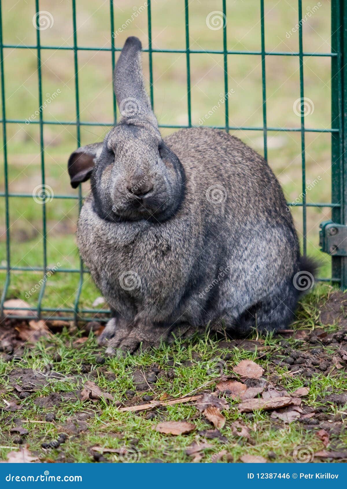 Big puffy rabbit stock photo. Image of playful, tame - 12387446