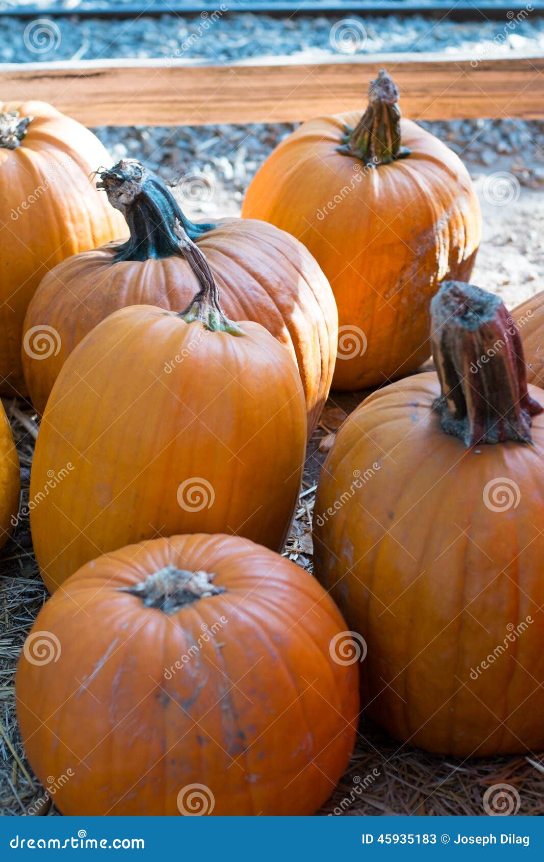 Big Pumpkin stock image. Image of bale, gourd, leaves - 45935183