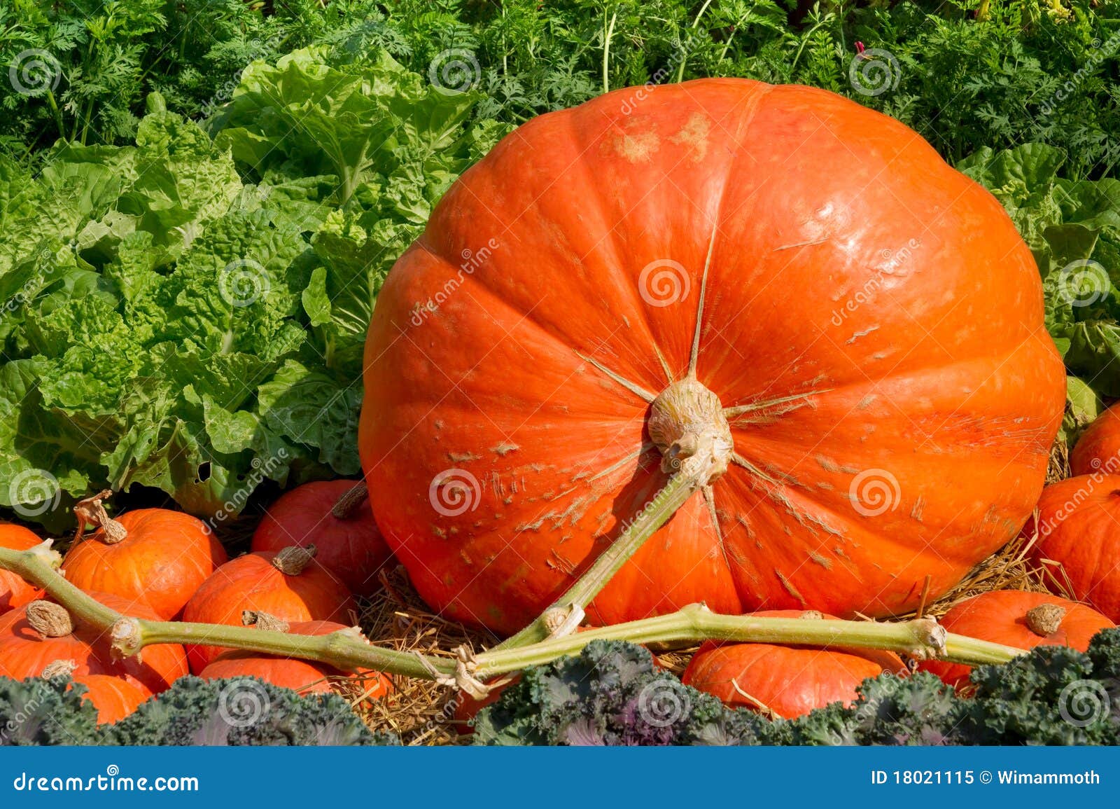 Big pumpkins stock image. Image of organic, green, full - 18021115