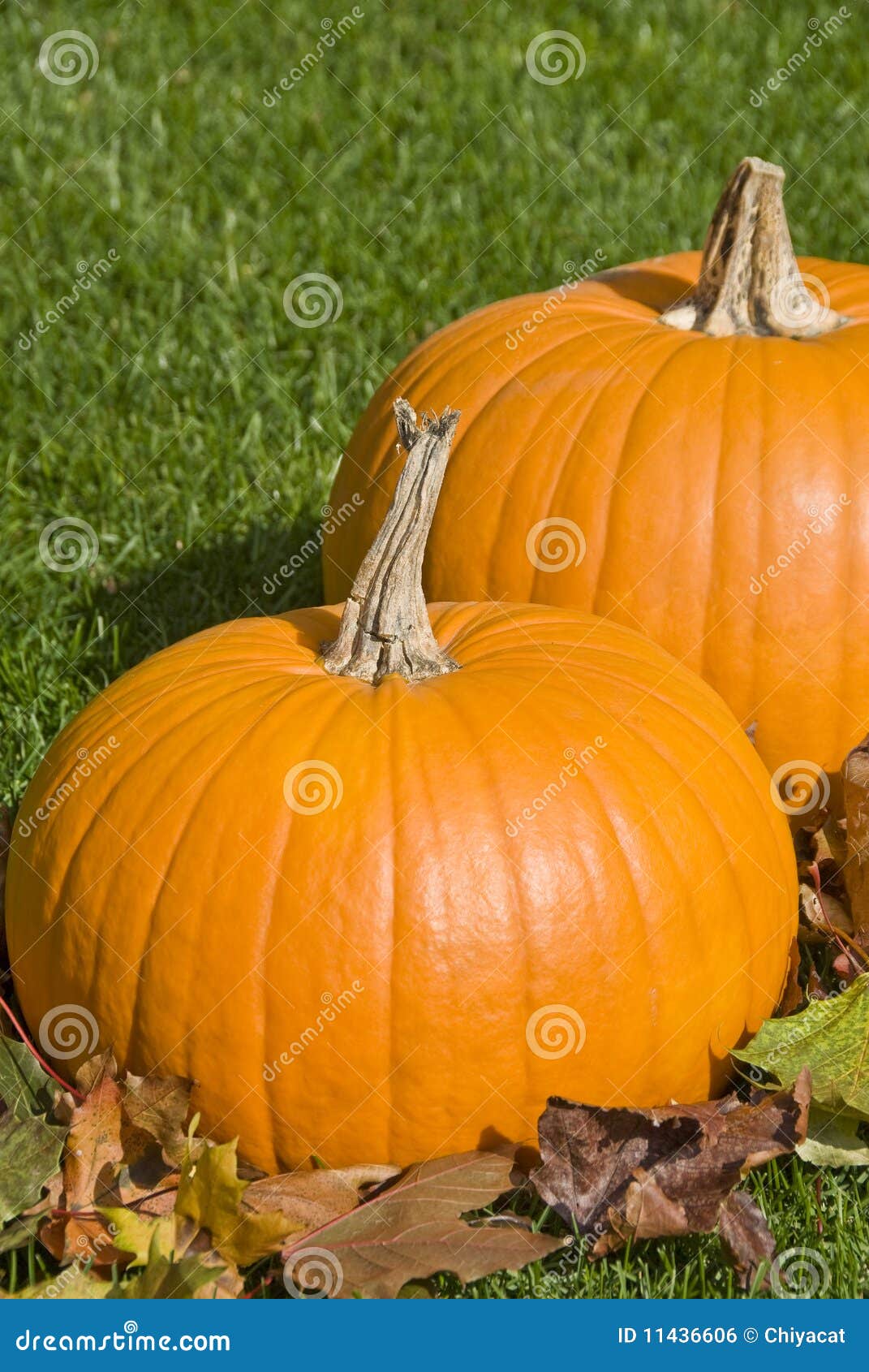 Big Pumpkins and Autumn Leaves Stock Photo - Image of fall, outdoor ...