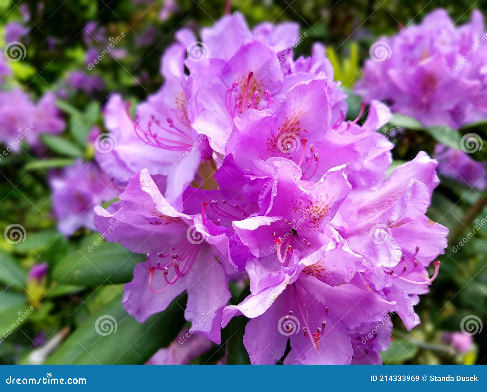 Big purple flower stock image. Image of herb, shrub - 214333969
