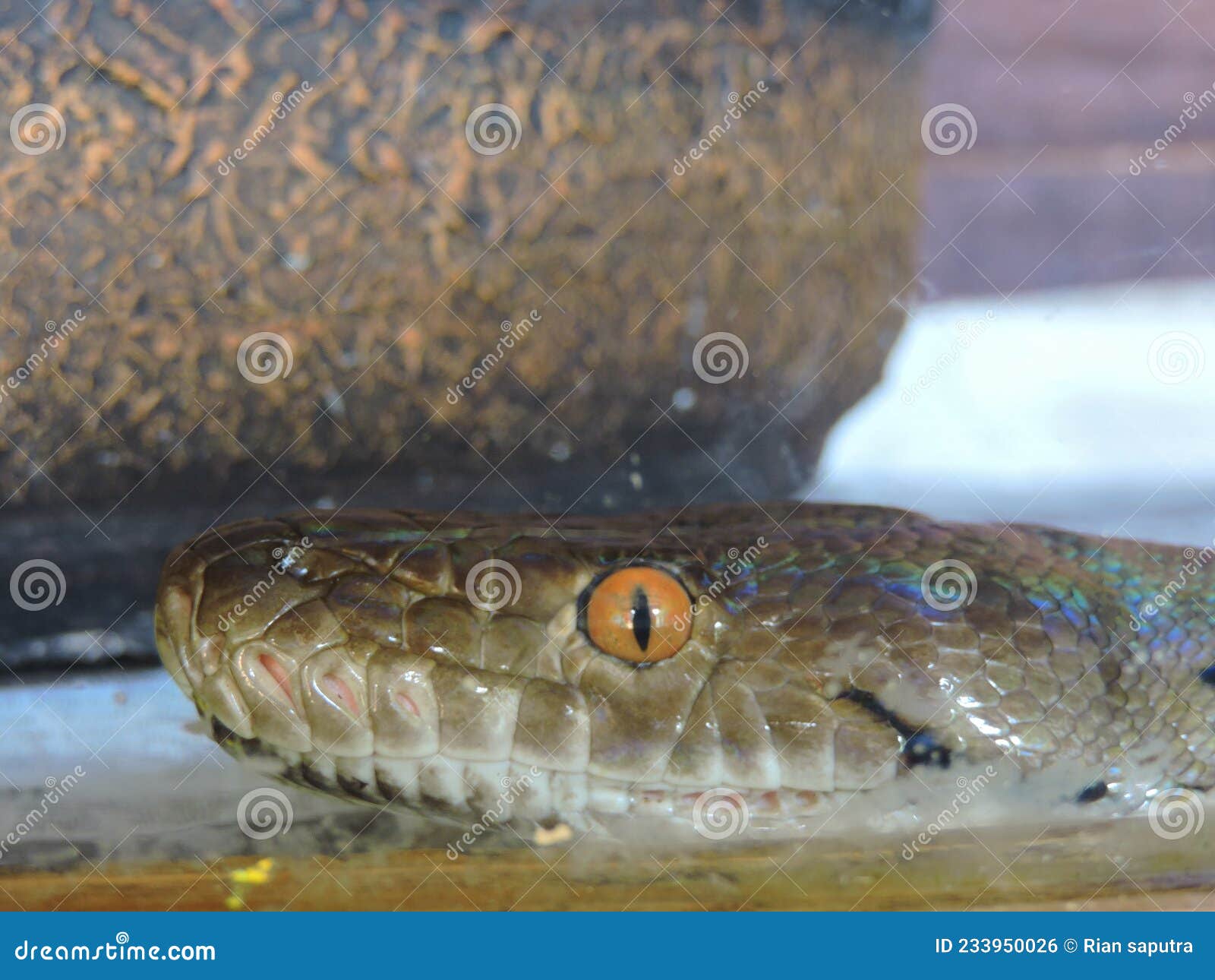 Big Python with Bulging Eyes Stock Photo - Image of reptile, turtle ...
