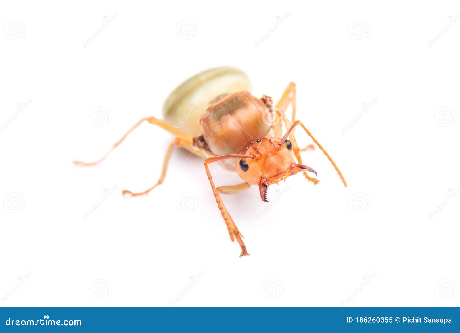 Queen Red Ant. Queen Isolated on White Background Stock Image - Image ...