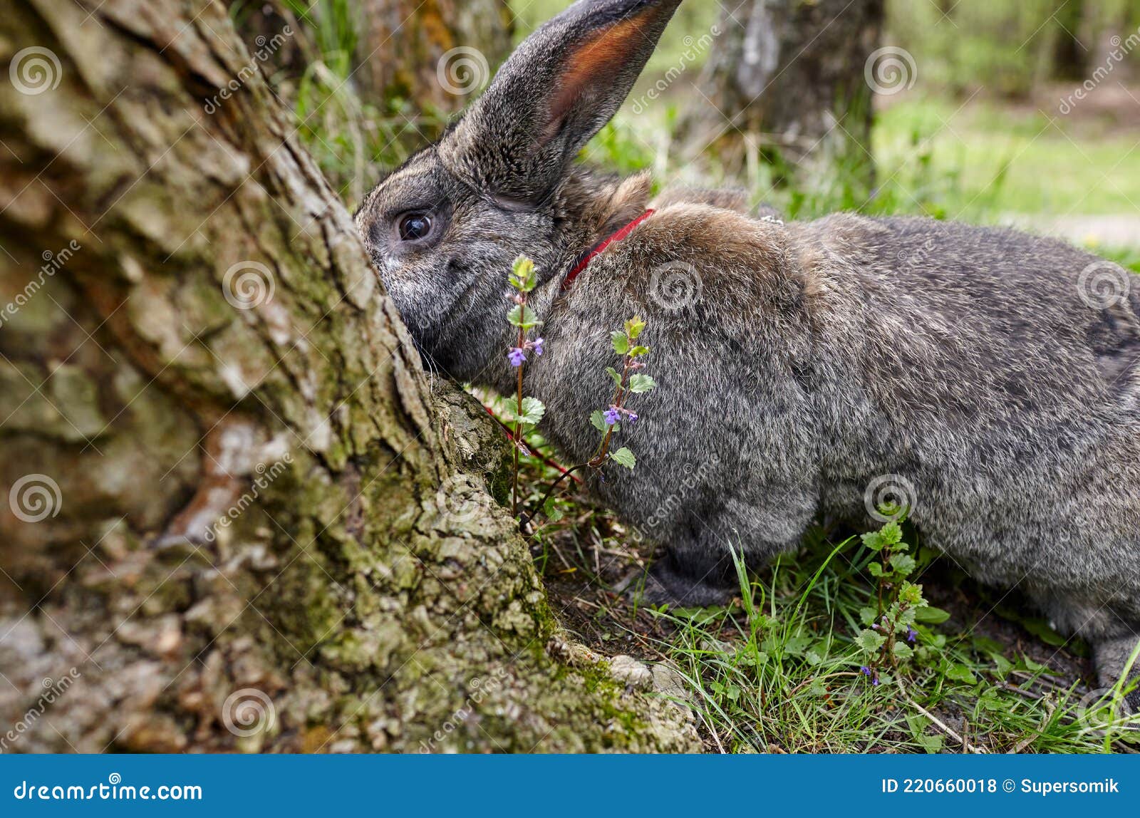 Big rabbit in forest. stock photo. Image of adorable - 220660018