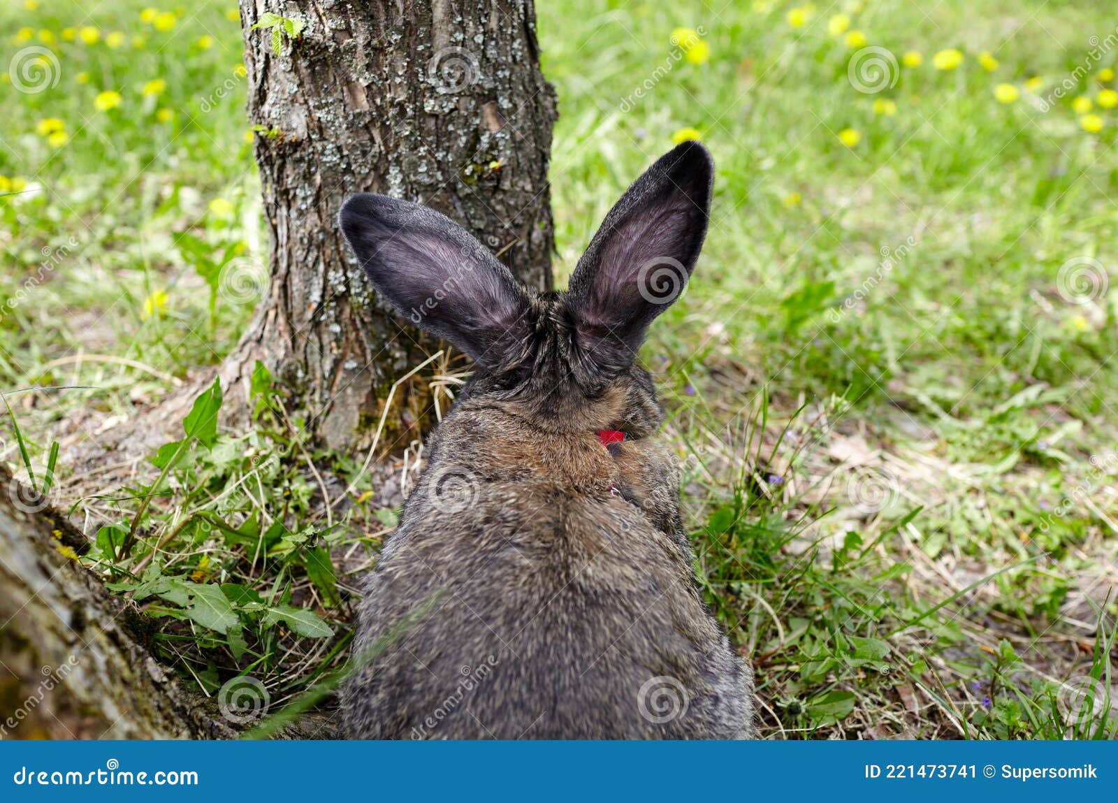 Big rabbit in forest. stock image. Image of beautiful - 221473741