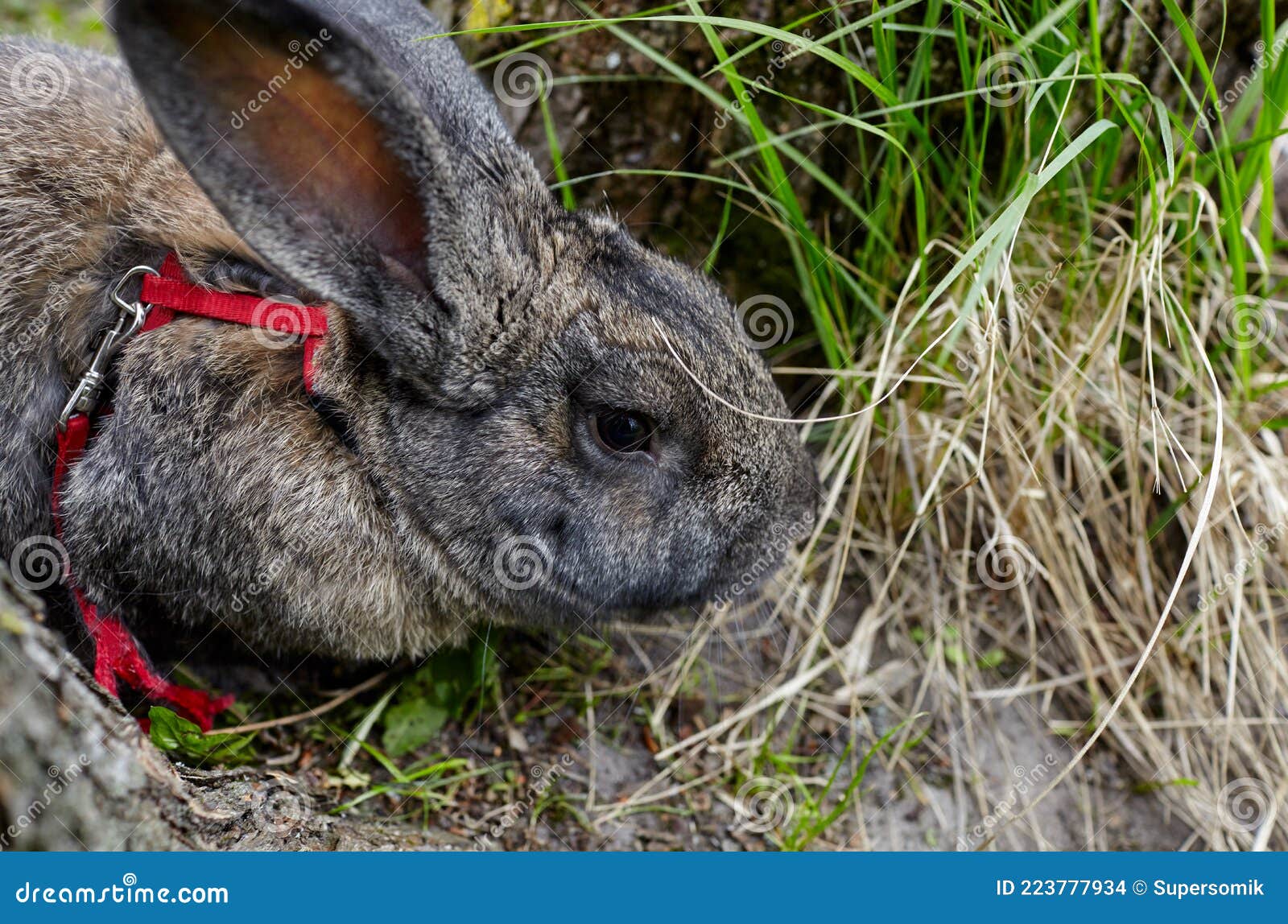 Big rabbit in forest. stock photo. Image of green, adorable - 223777934